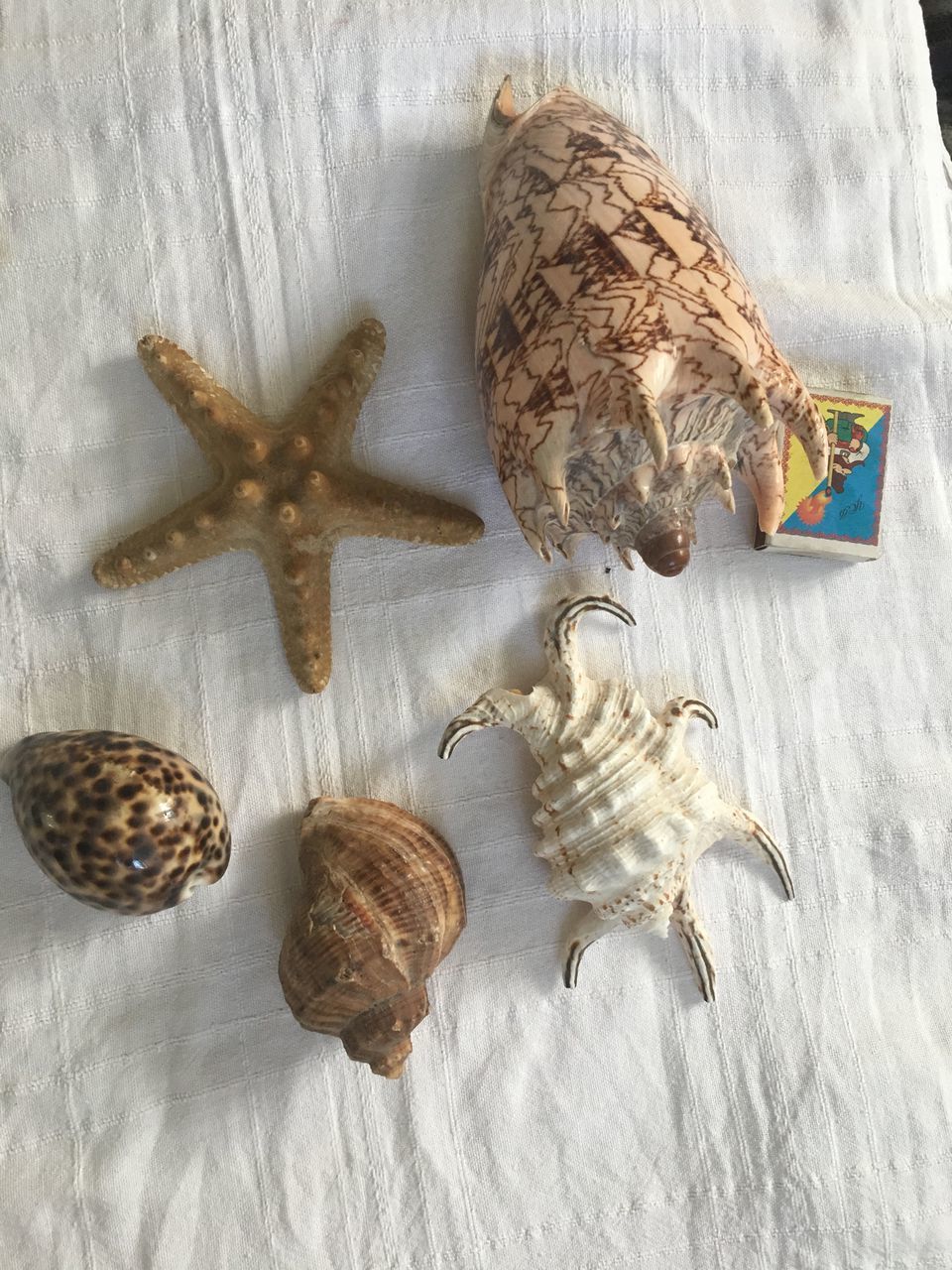 Scoici naturale de mare, mari, toate din foto, cele 9 mari din ambele ...