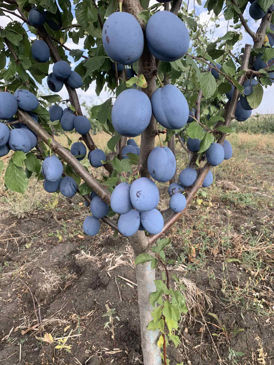 Vindem prune blue free, Orhei, 2 tone, 6 lei