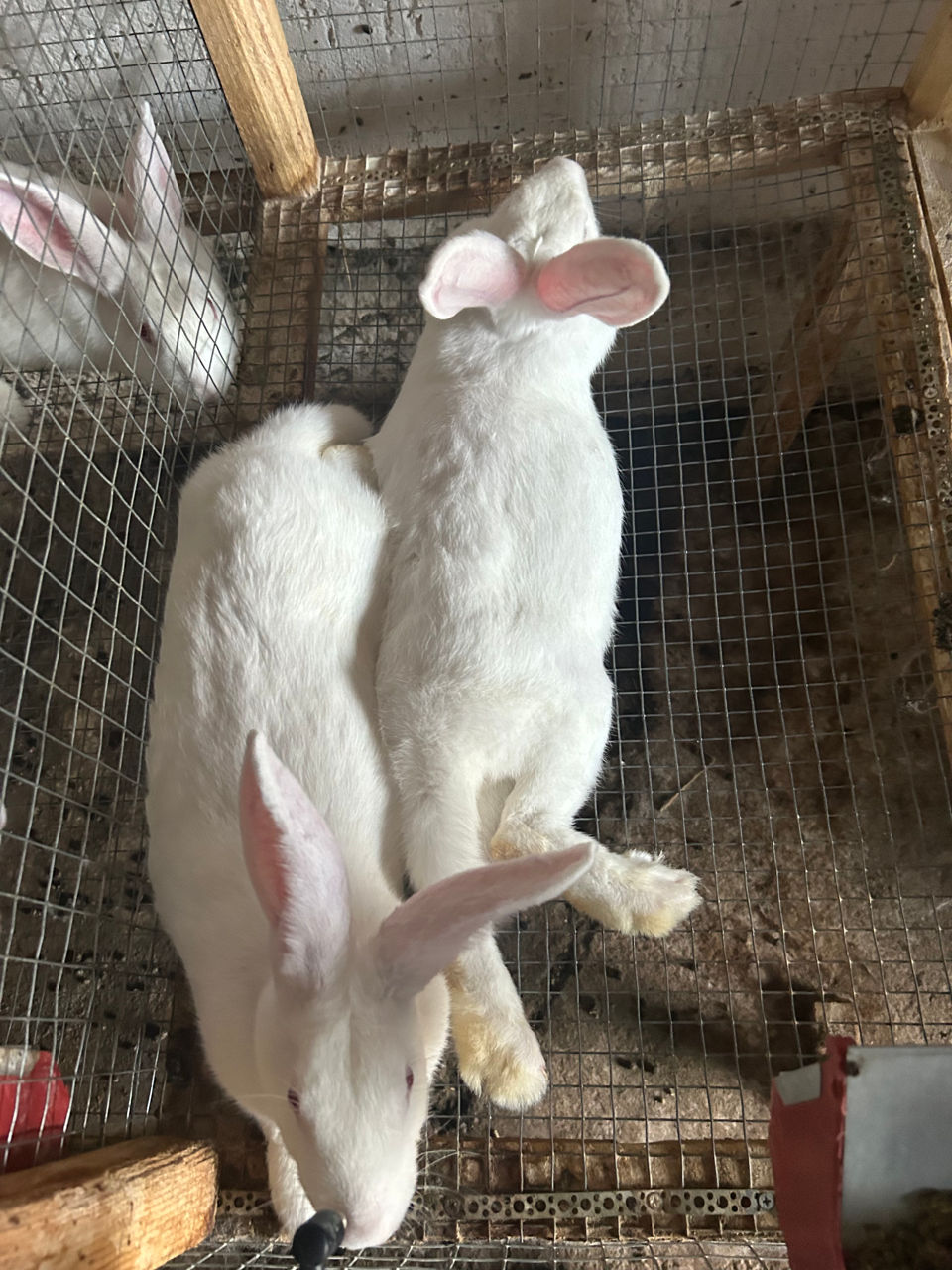 Vind iepuri de rasa Panon , Hycoli ! Burgundia