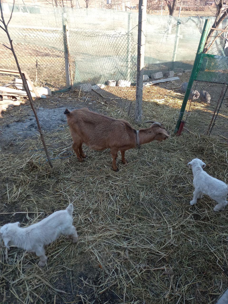 Vind capra Alpin francez cu doi iezi