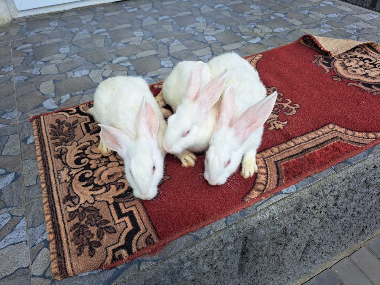 Iepuri de rasă