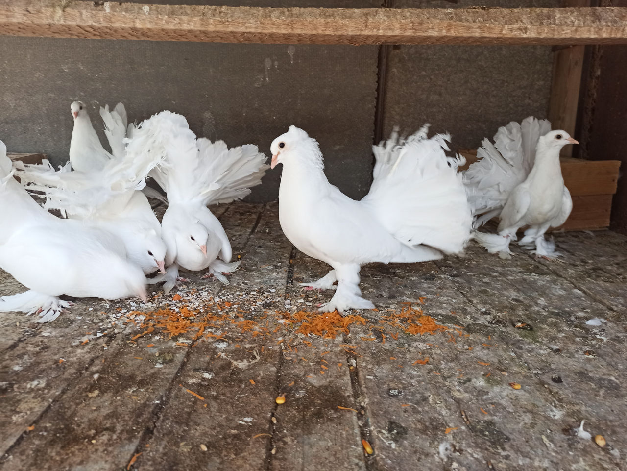 Porumbei decorativi.