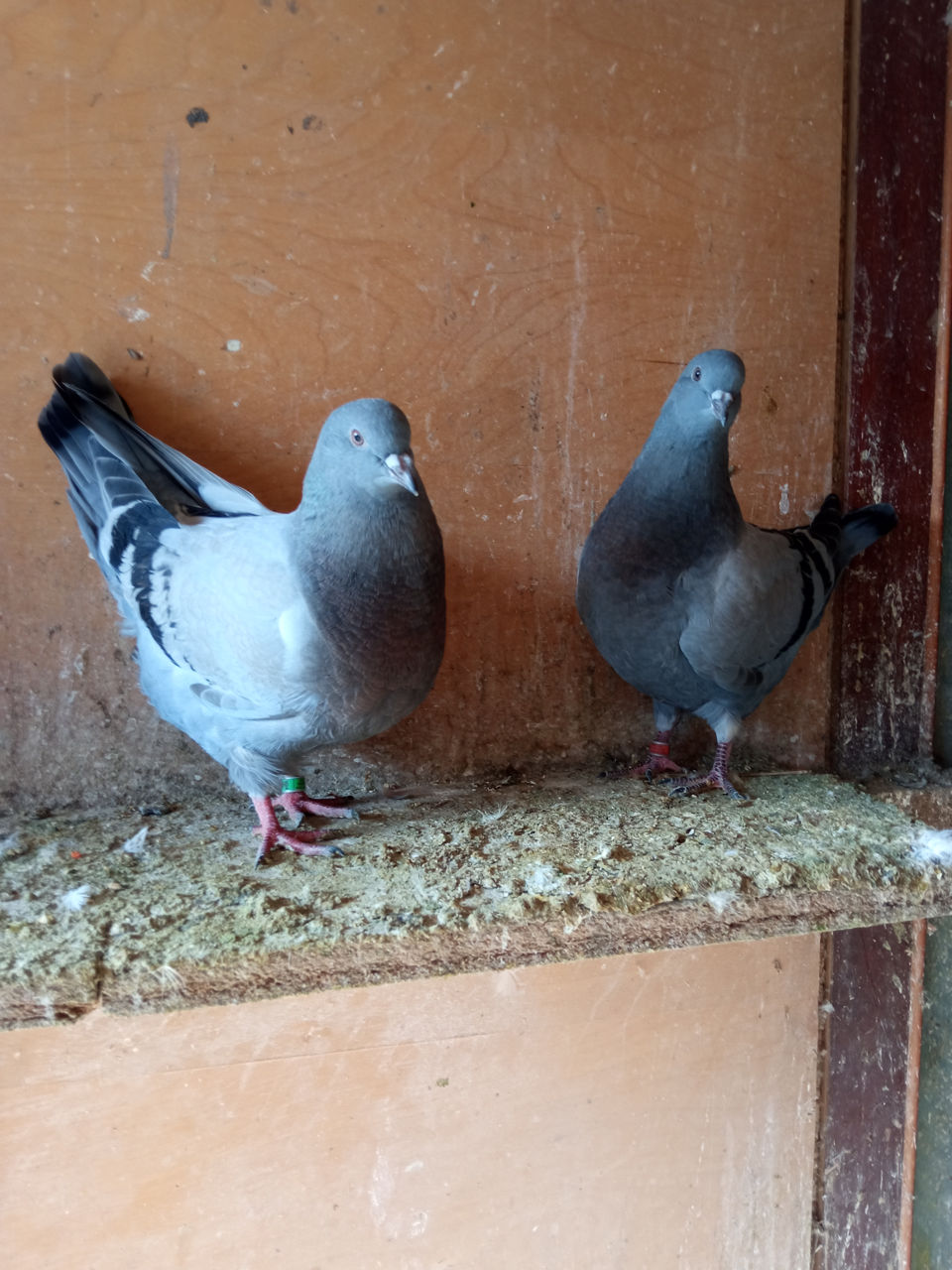 Vind pui porumbei Mondani , Texani , Huble , Gușat, Poștași.