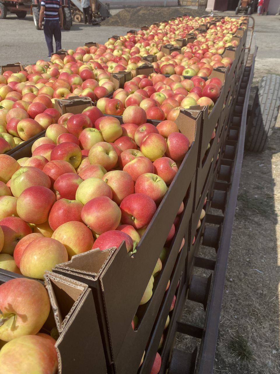 Mere Gala Must calibru 60+