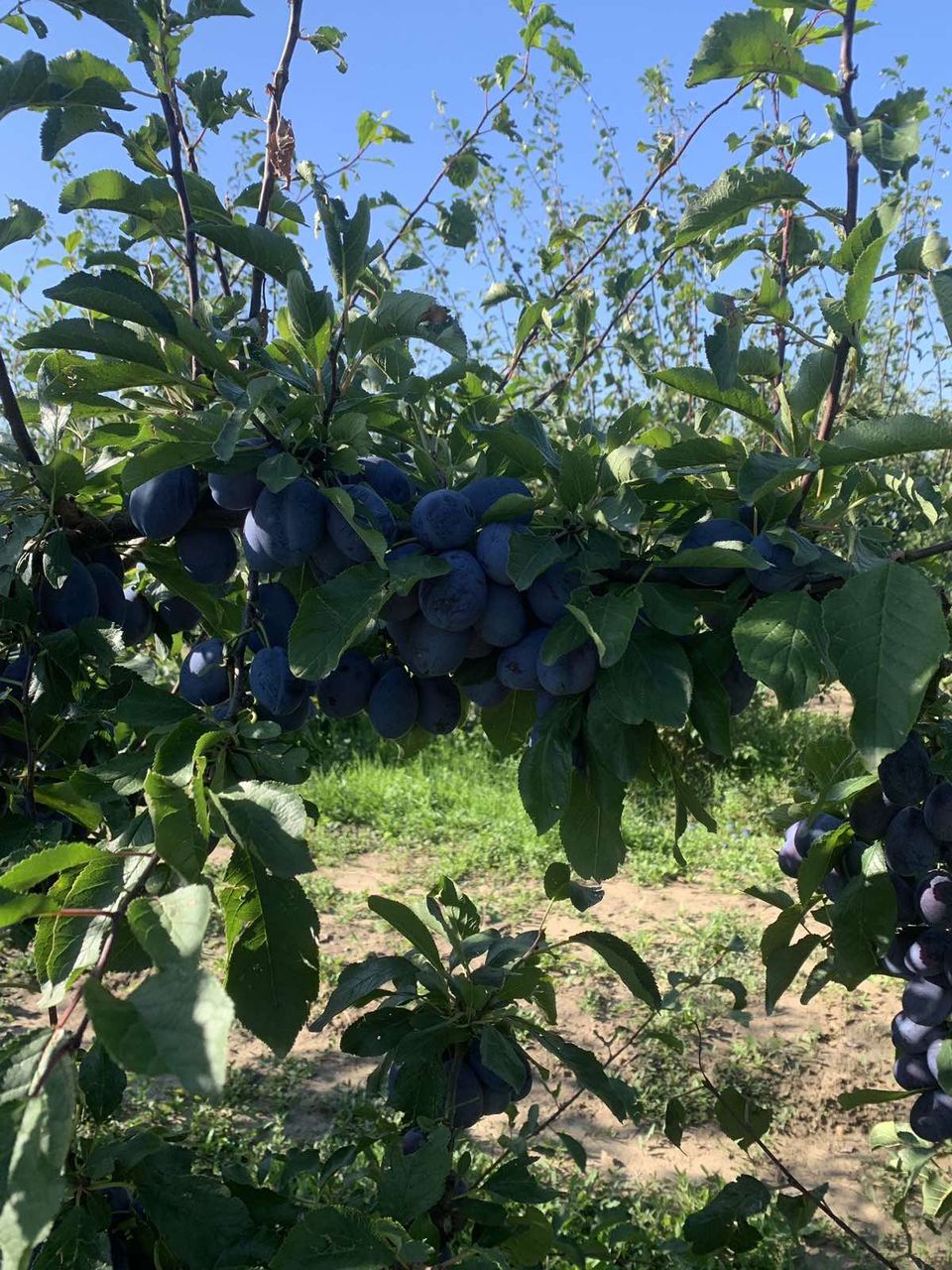 Prune Stanley la prelucrare