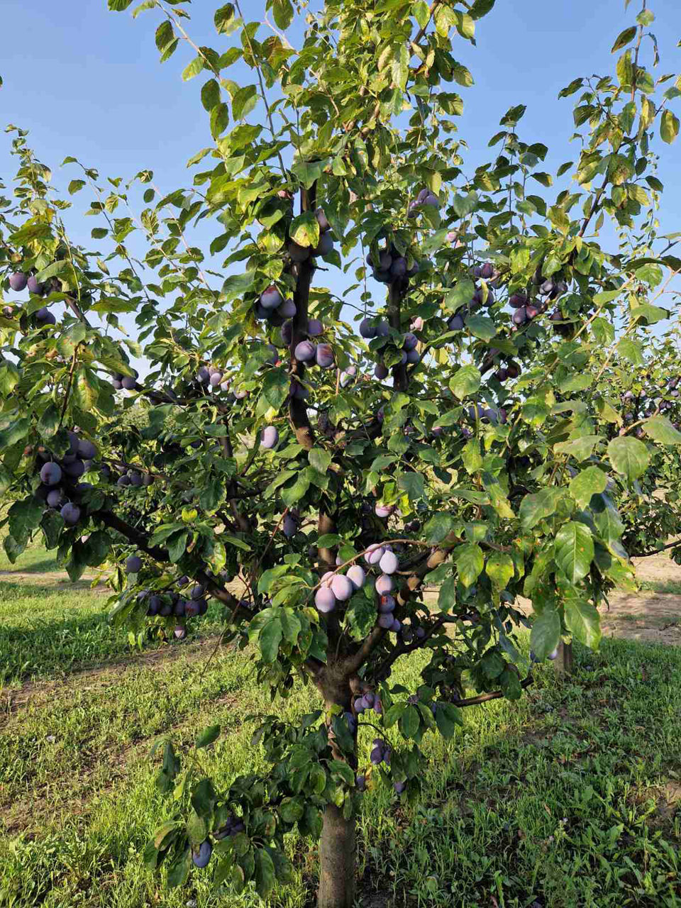 Продам сливу оптом, урожай 2022 года, удлинённая и президент