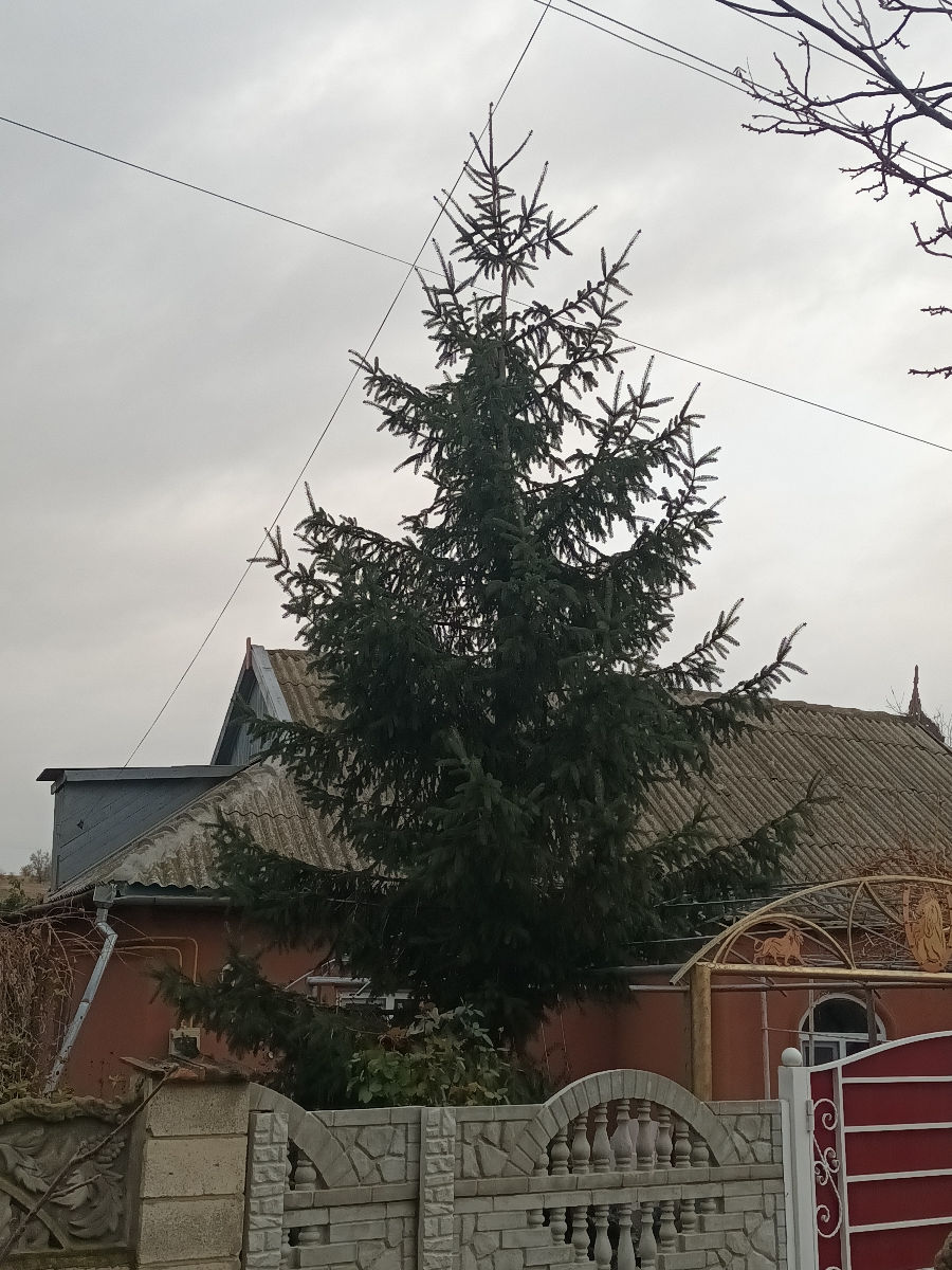 Se vinde brad, vîrsta 15 ani