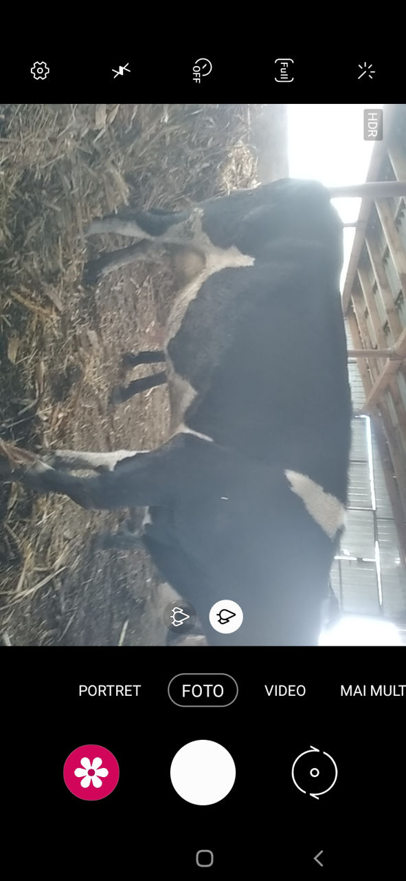 Vind vaca buna de lapte treb sa fete pe 20 decembrie