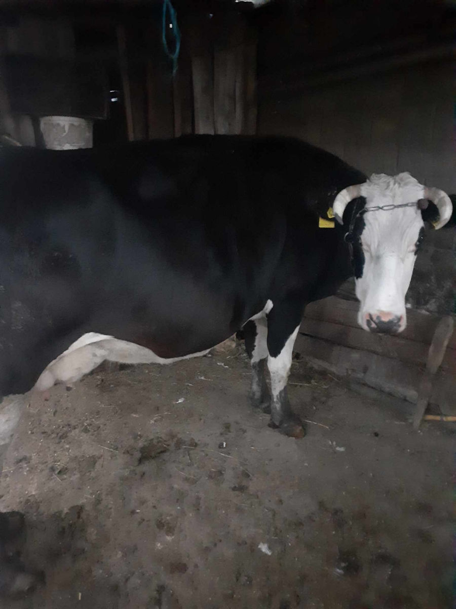 Se vinde vacă bună de lapte