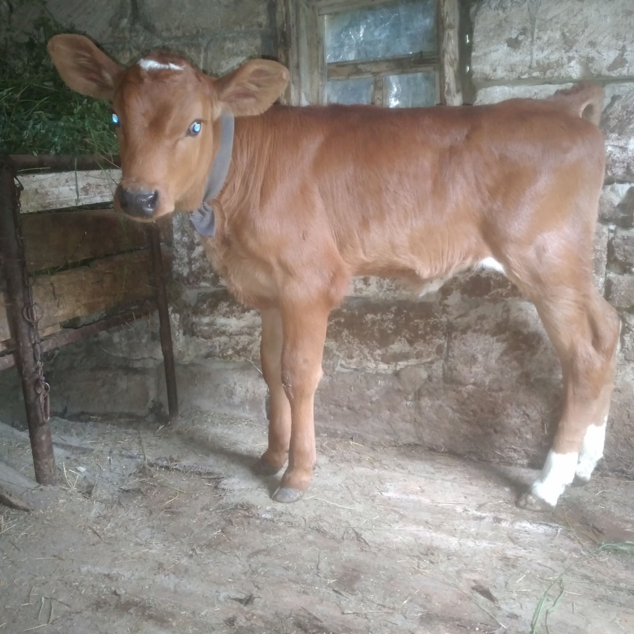 Vind vitica la crestere 1luna 2 saptamini.