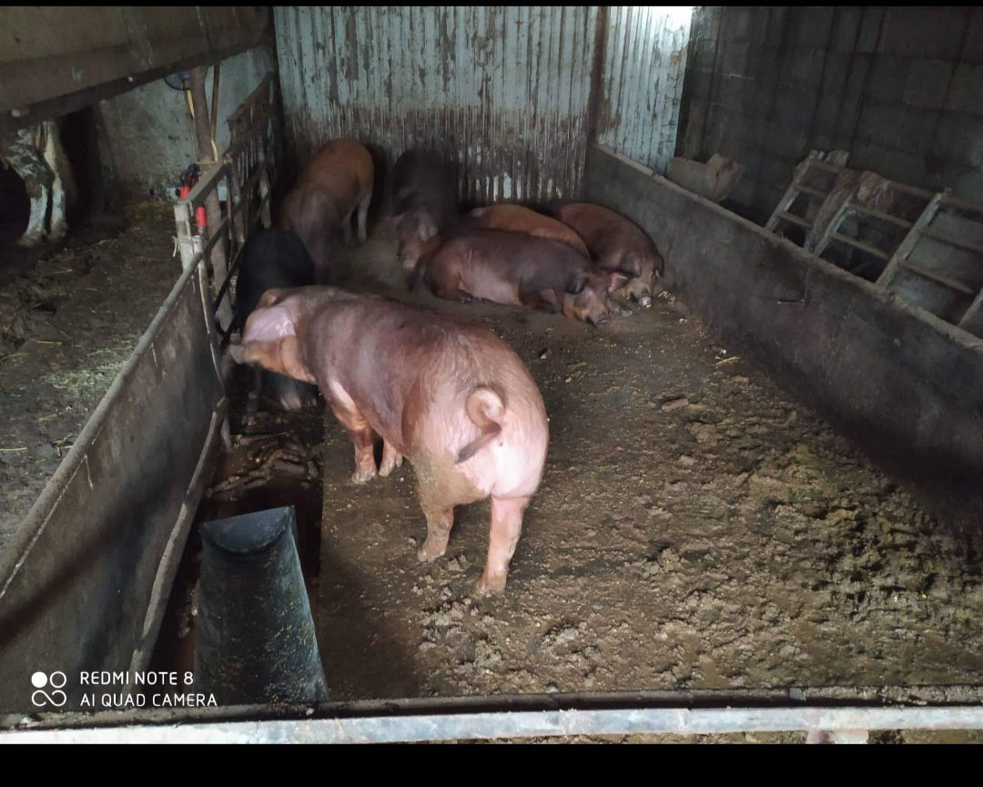 Vindi scroafe duroc de fata landras dea fata