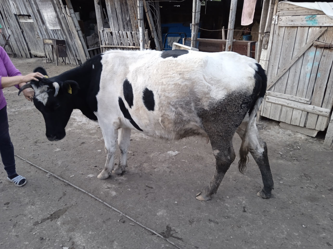 Se vinde vaca mulgatore