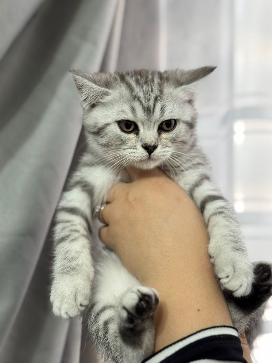 O fetița și un băieței British tobby