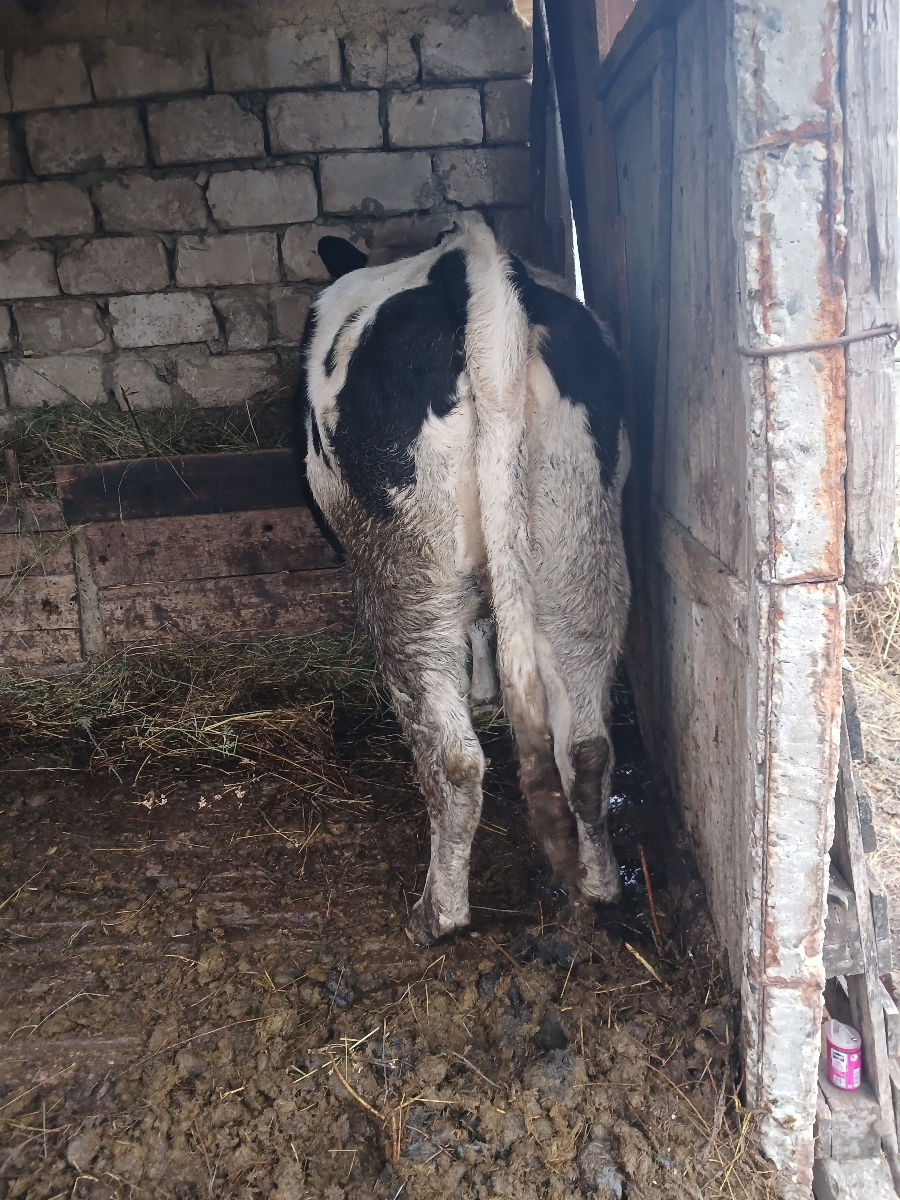 Se vinde vitica de doi ani