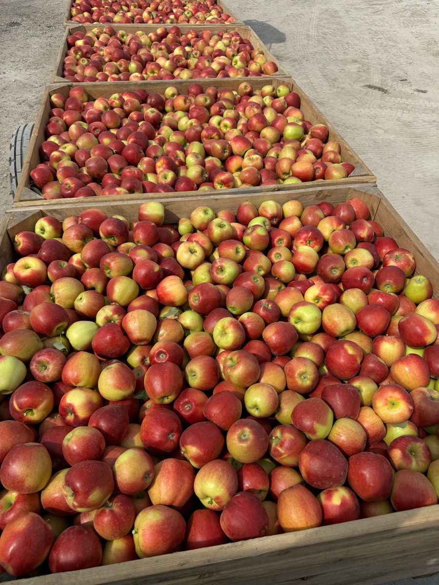 Mere Яблоко Gala