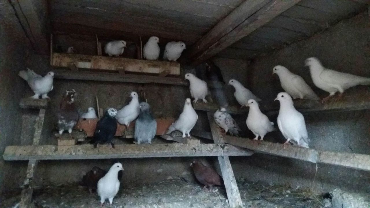 Schimb porumbei pe găinușe grecești