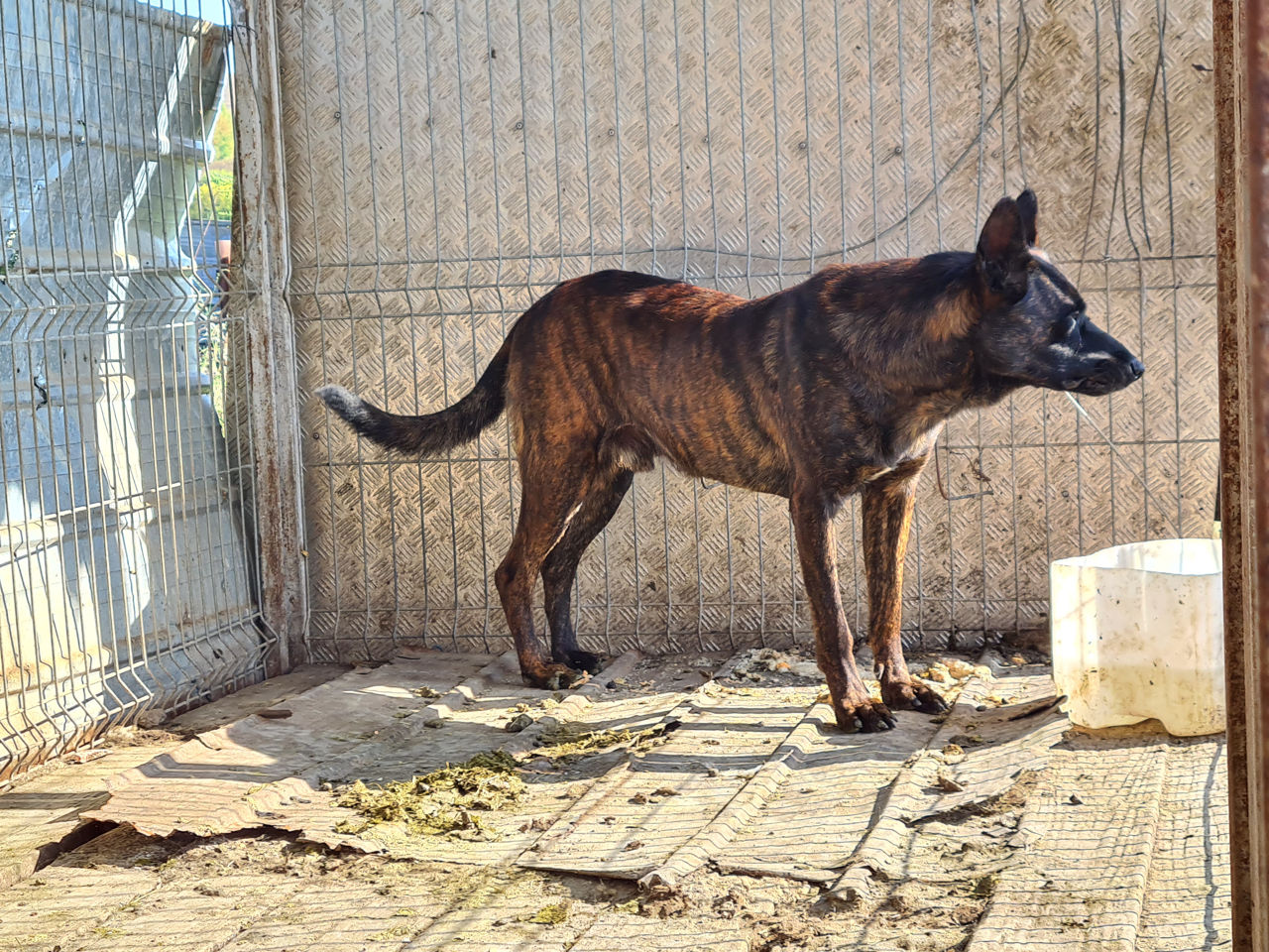 Cine lup belgian, rasă pură, Paște oi, vîrsta 5ani