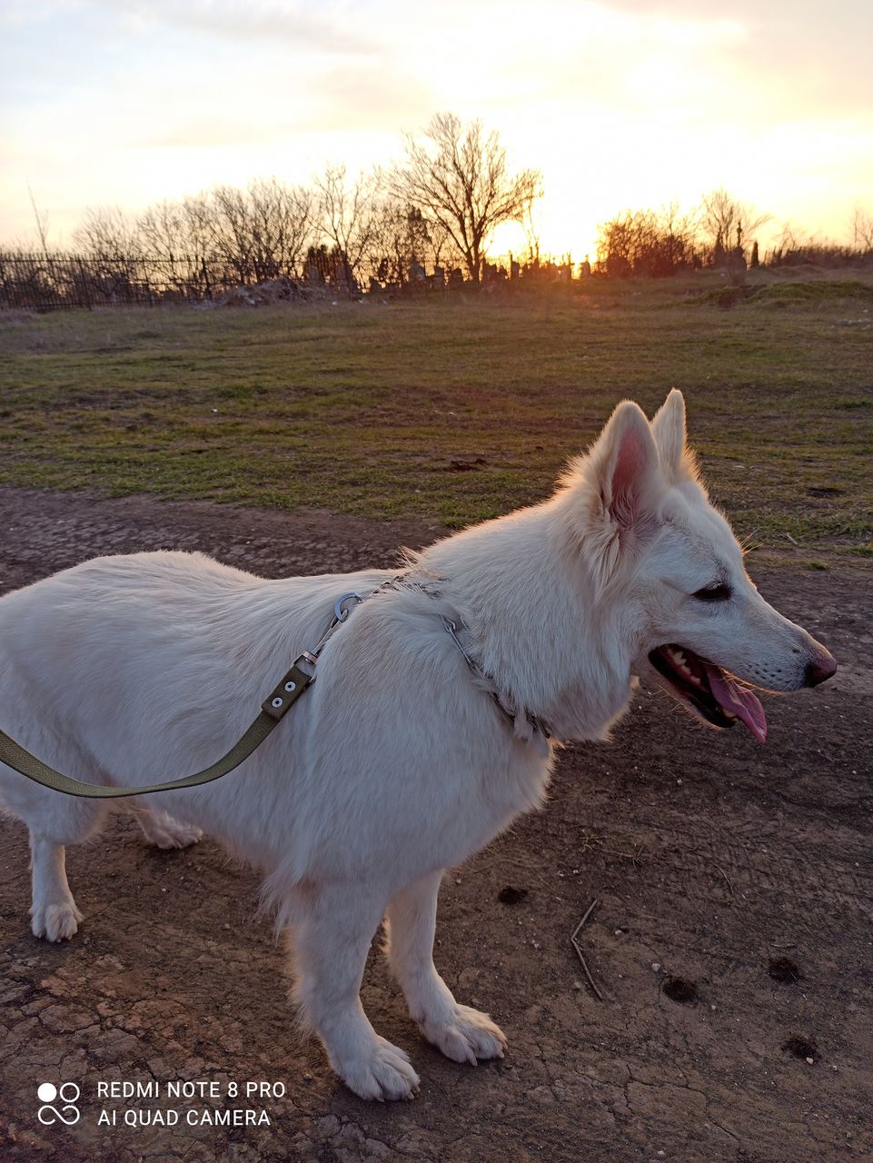 Ciobanesc Elvețian (lup alb)