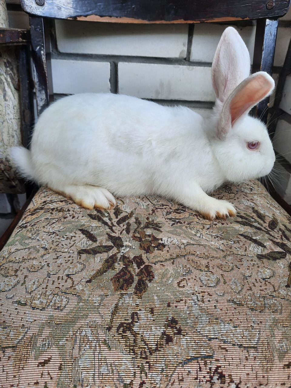 Vind iepuri neozelanschi