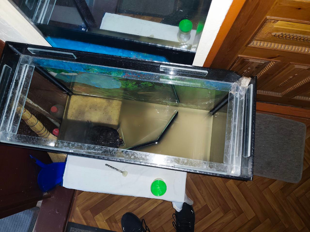 Acvariu + Broasca testoasa