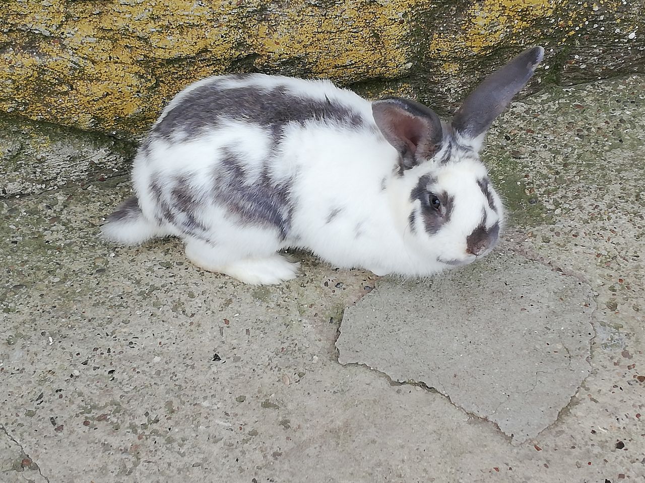 Iepuroi