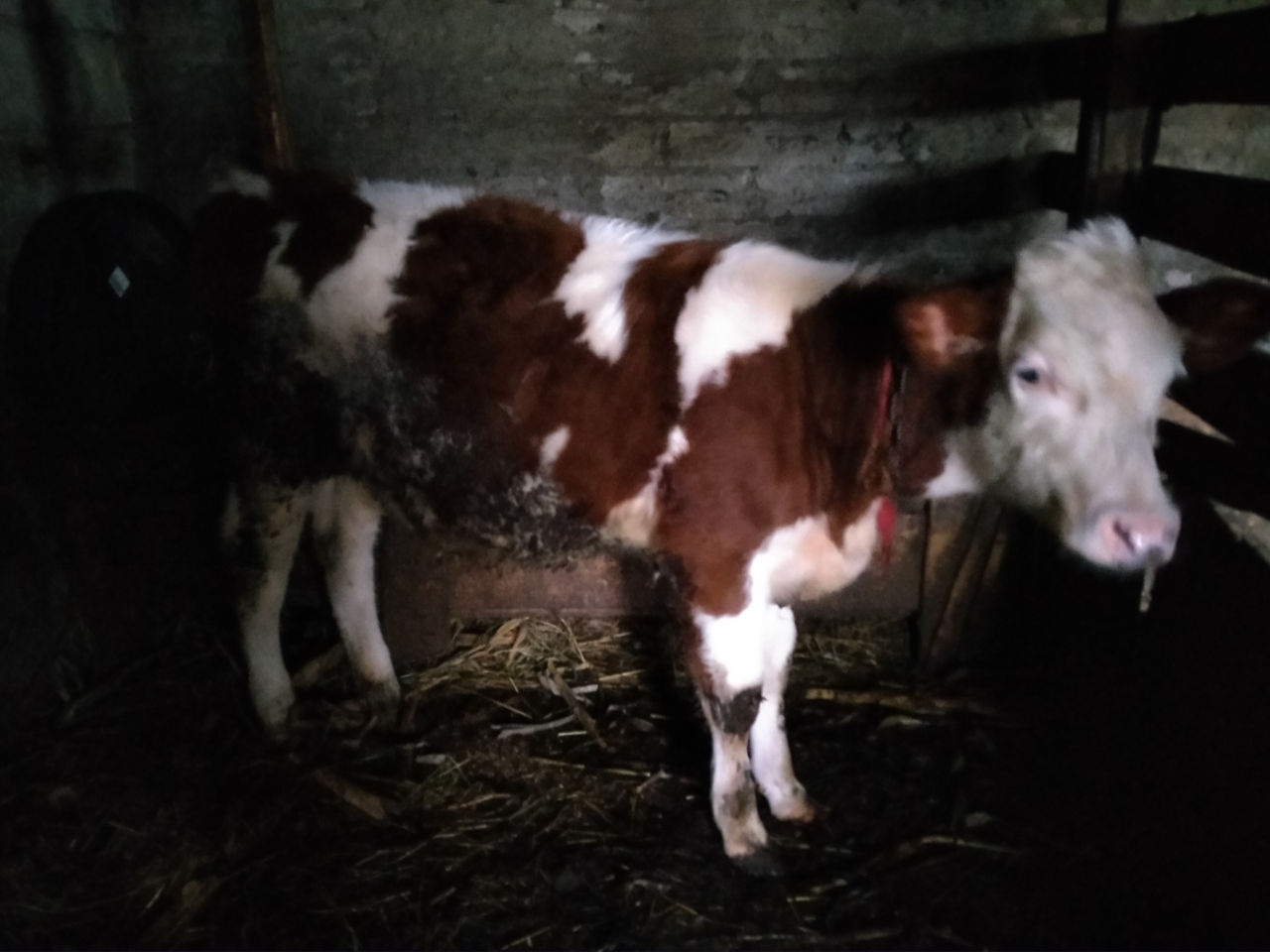 Se vind ambele viţele