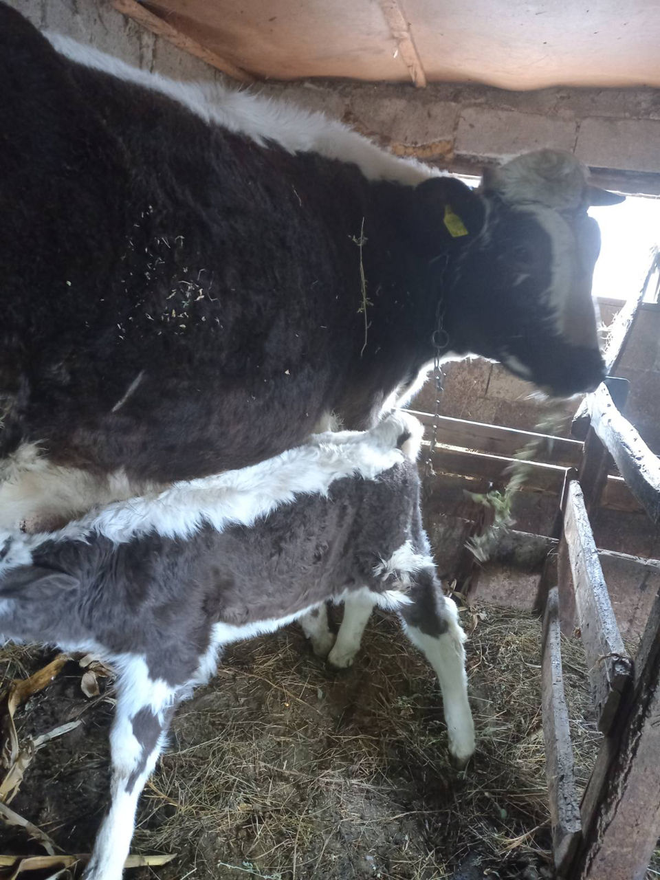 Vind vaca cu tot cu vitel