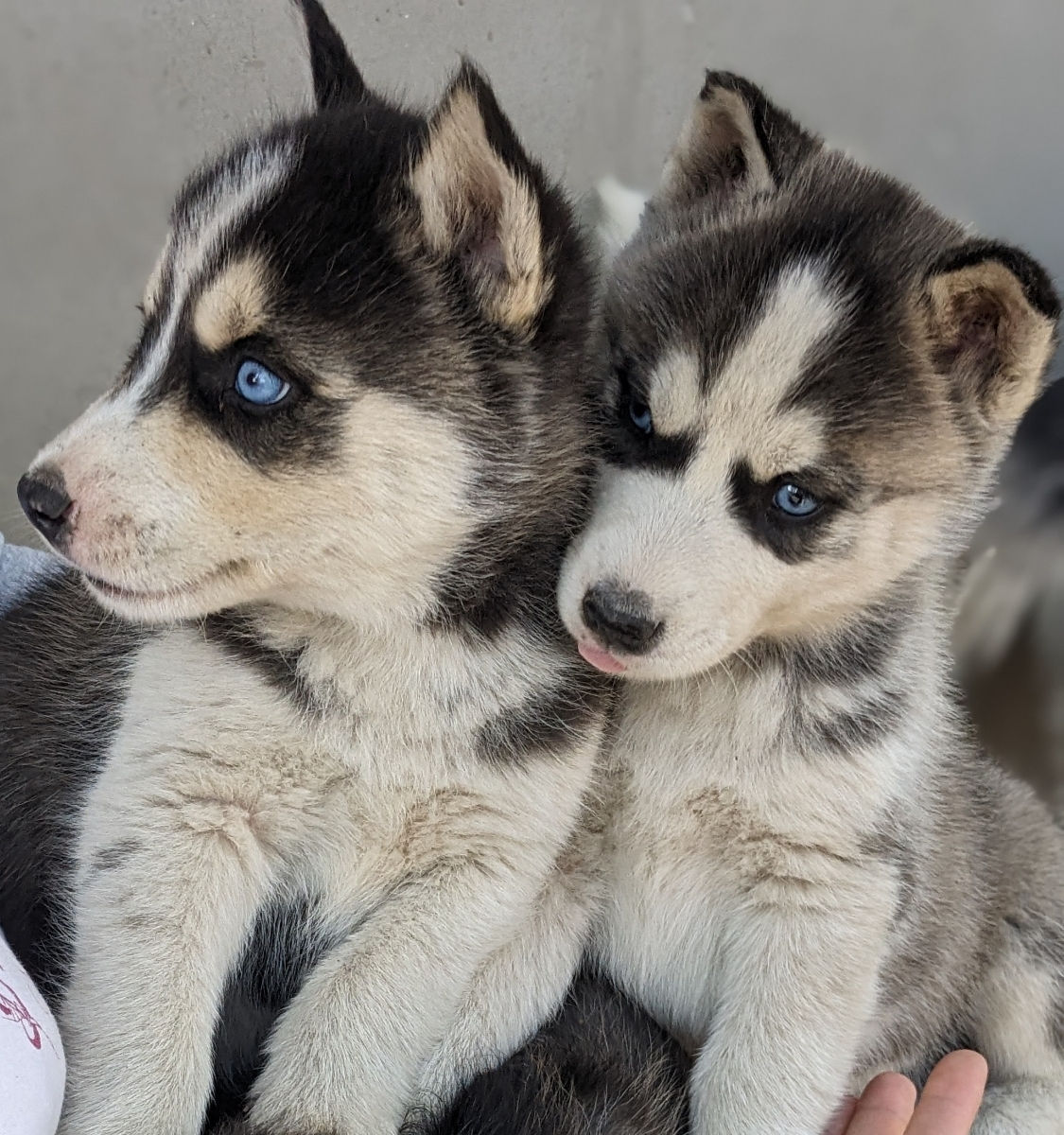 Pui Husky, Rasa pură! Frumușei și jucăuși.