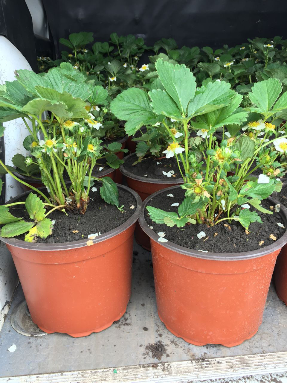 Rasad de capsuna care rodeste pina toamna tirziu in ghiveciuri mari.