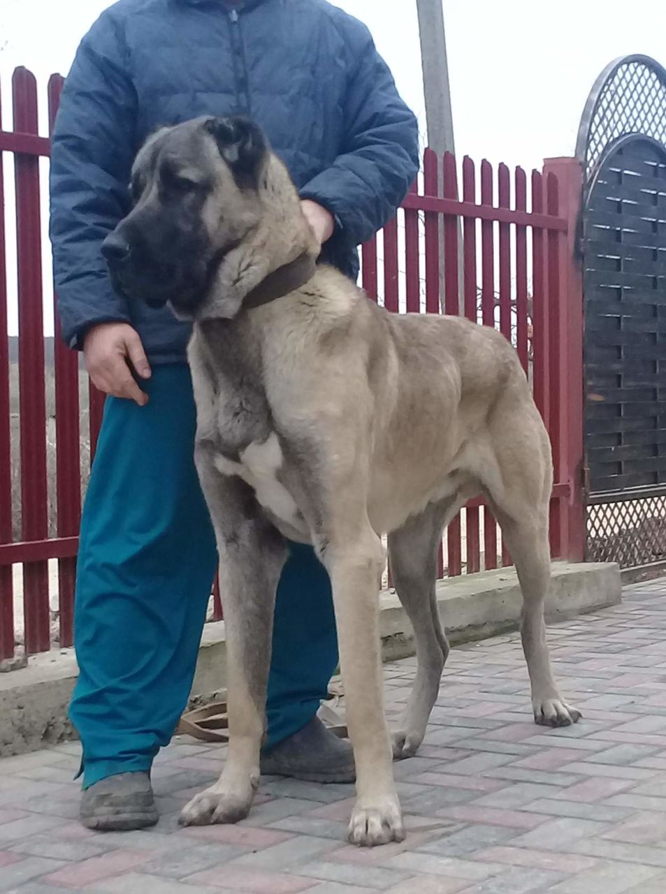 Кангал