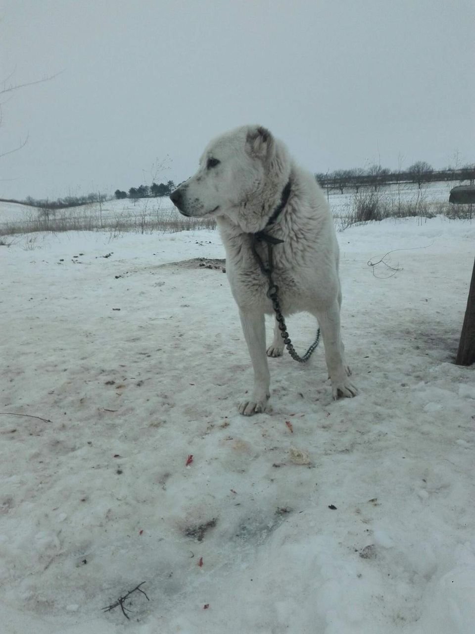 алабай кобель на вязку