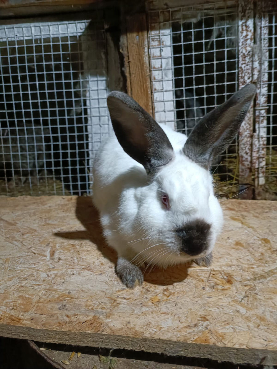 Iepuri de rasa:fluture german, flader belgian, california -Floresti