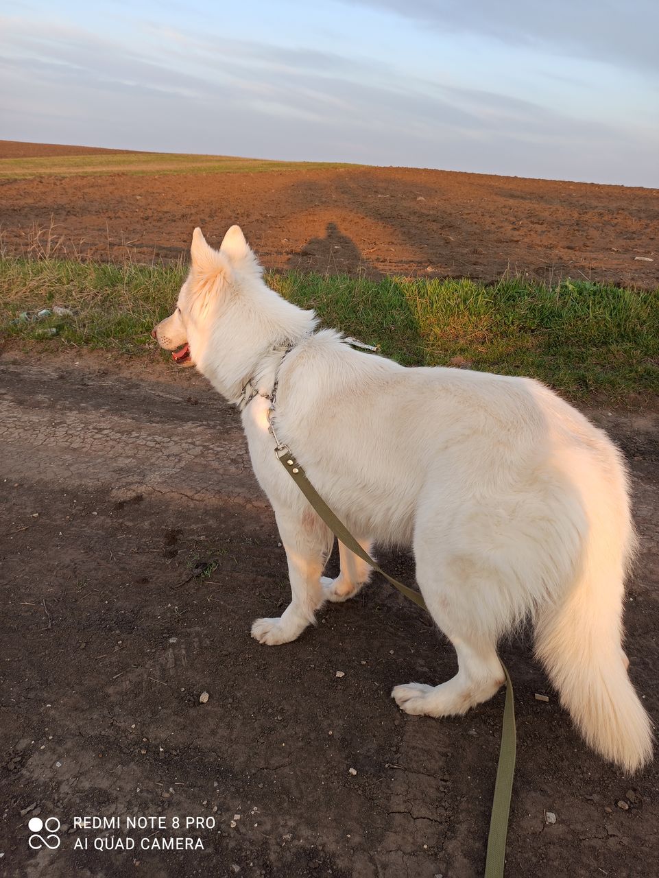 Ciobanesc Elvețian (lup alb)