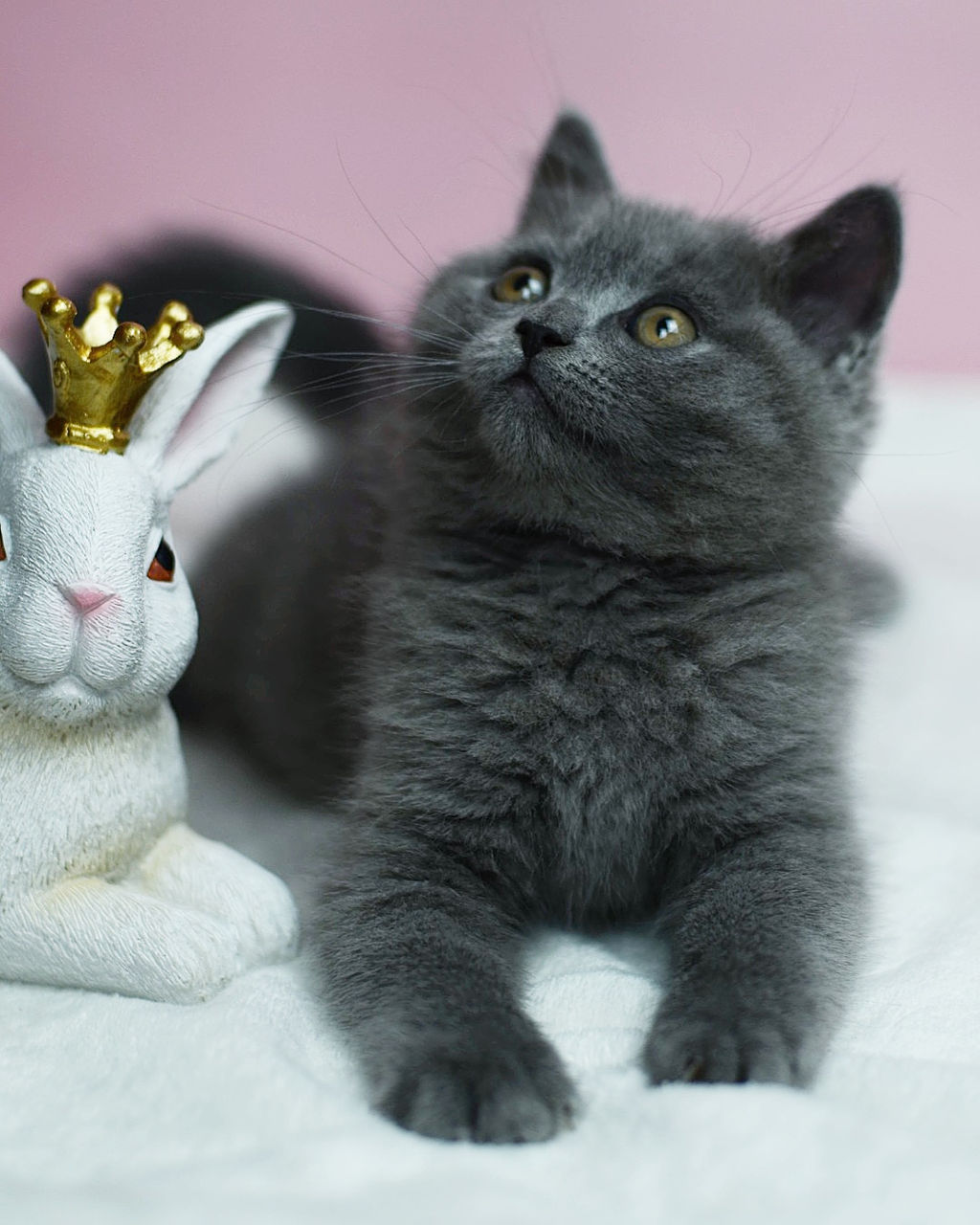 Pisici de rasa Scottish