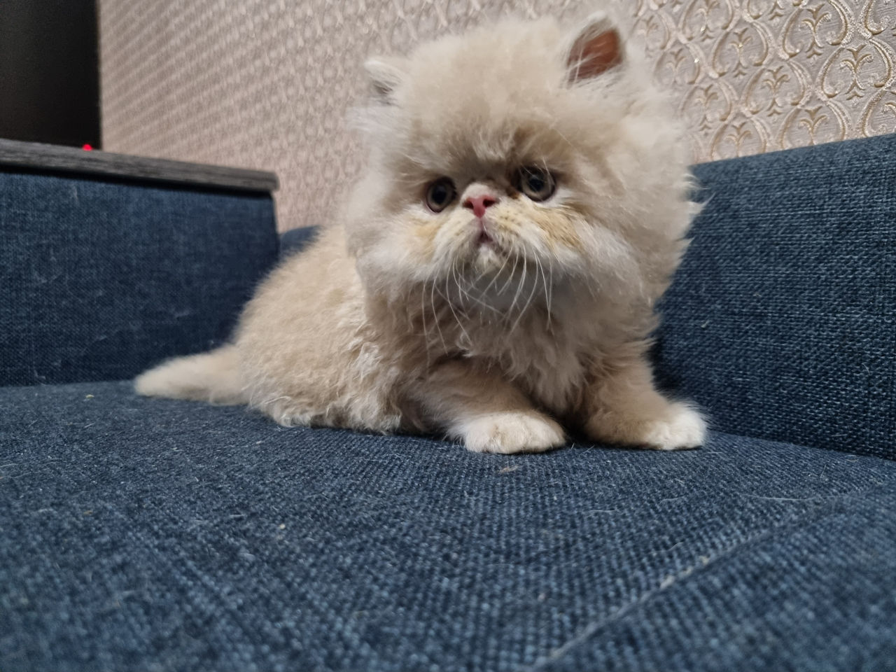 Эксклюзив!котёнок перс-экстримал