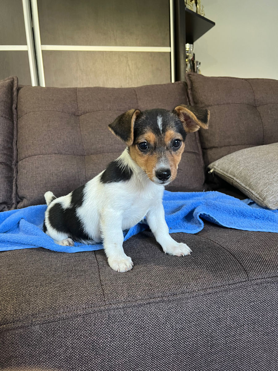 Jack Russle Terrier