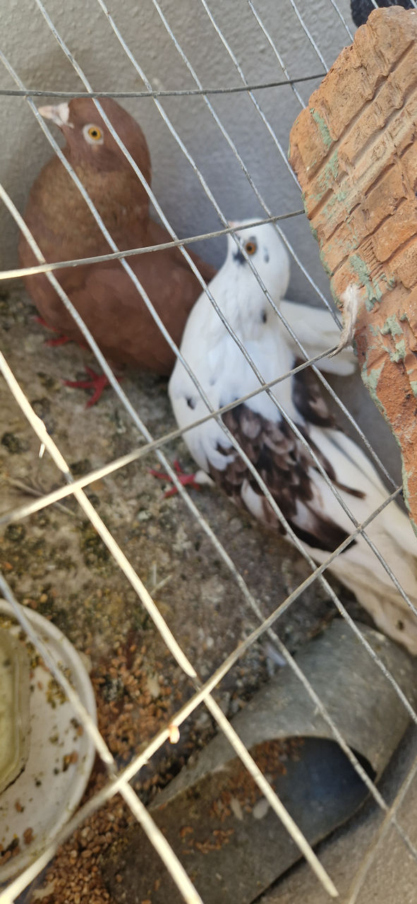 Vind urgent 2 perechi de porumbei Nikolaevski