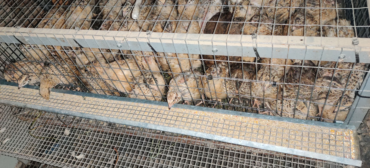 Prepelite перепелки