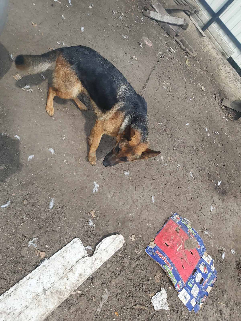 Se vind pui de ciobaneac gherman