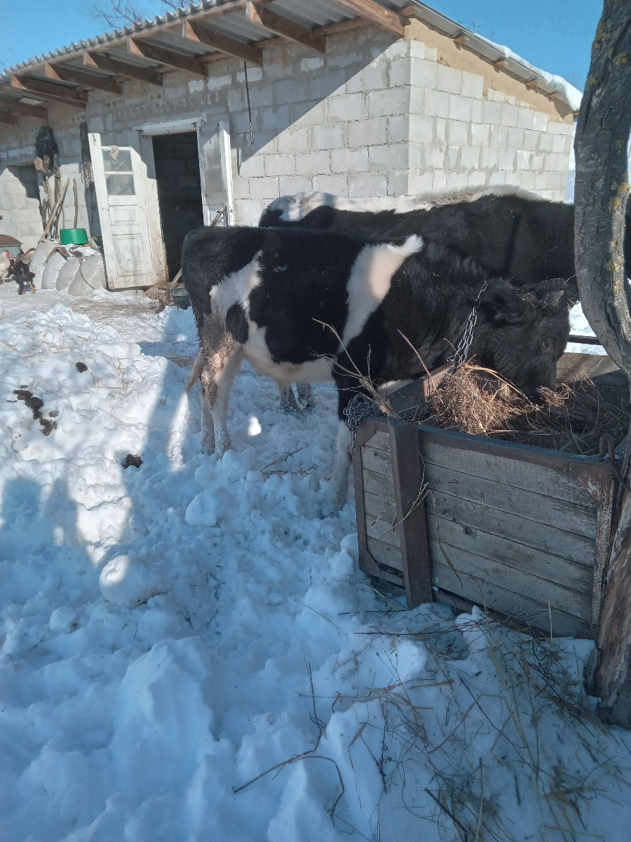 Vînd buhai de 2 luni si vitică de 9 luni cei cointe resati sunati