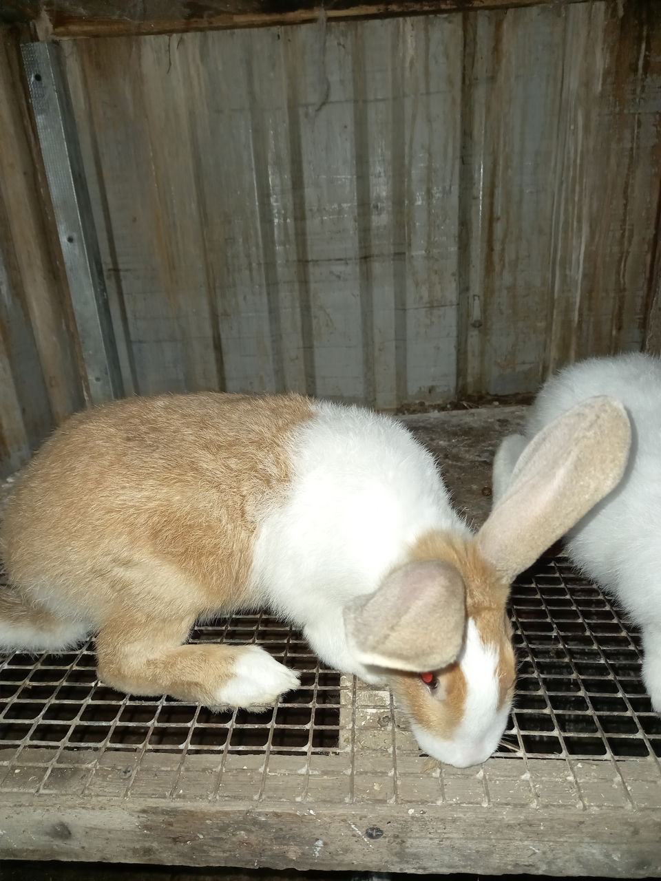 Mascul hycole vaccinat curat și frumos