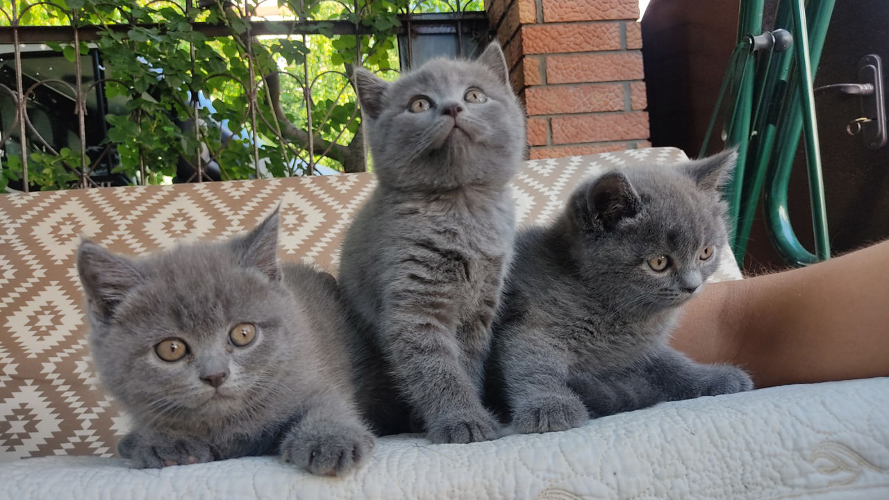 Pisici rasa British / britanică