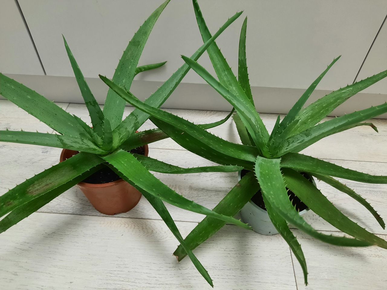 Suc Aloe Vera 500 ml/150 lei