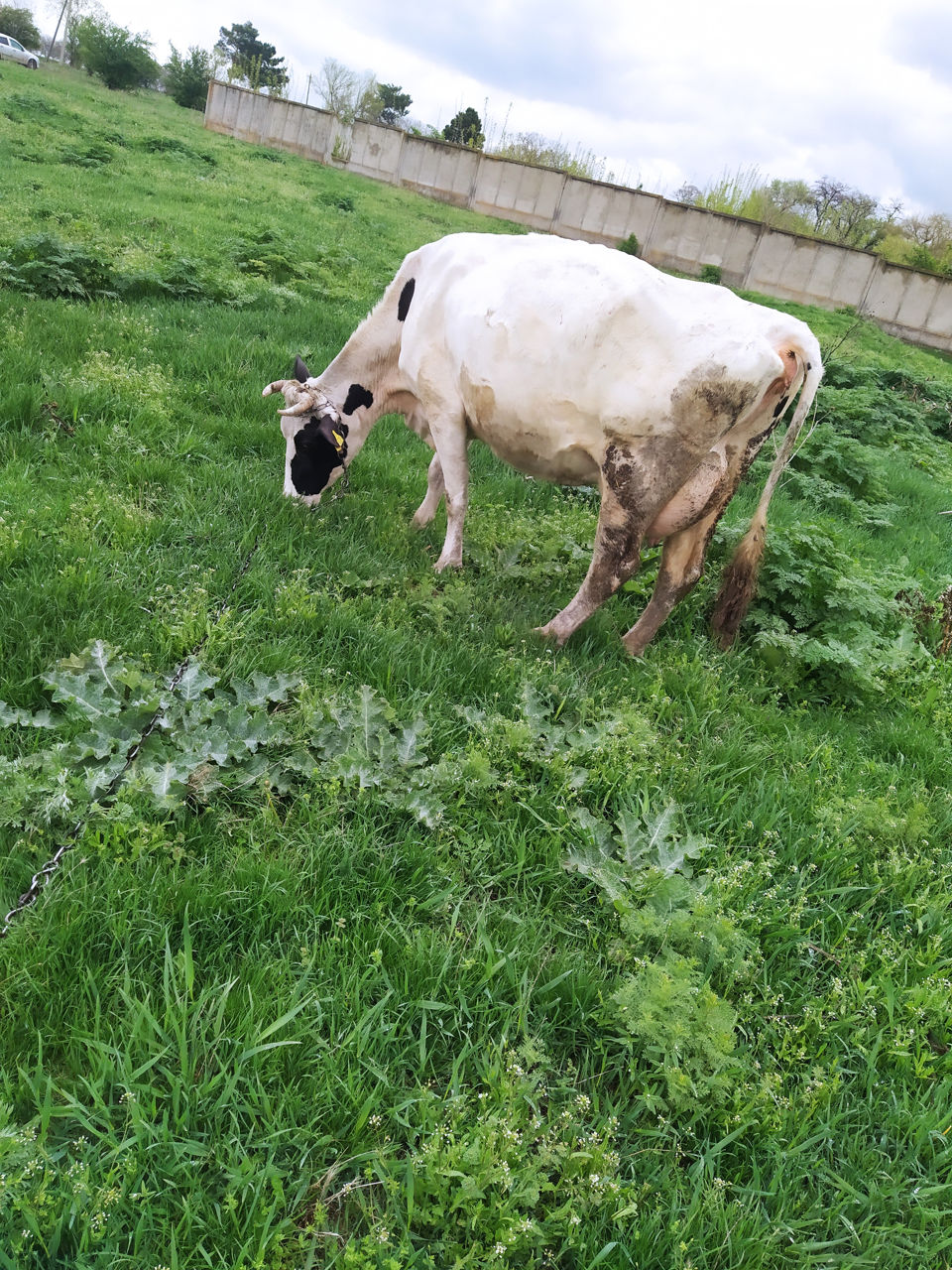Se vinde o vaca bună.