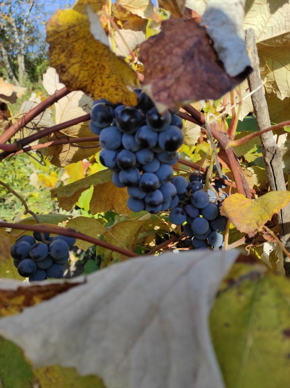 Poama Lidia-Capsuna pentru vin