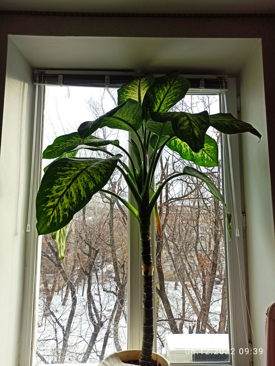 Vând floare de cameră