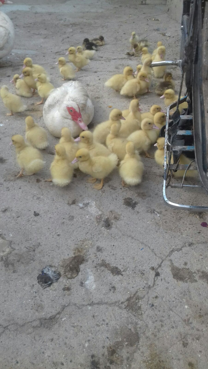 Vind rățuște mute