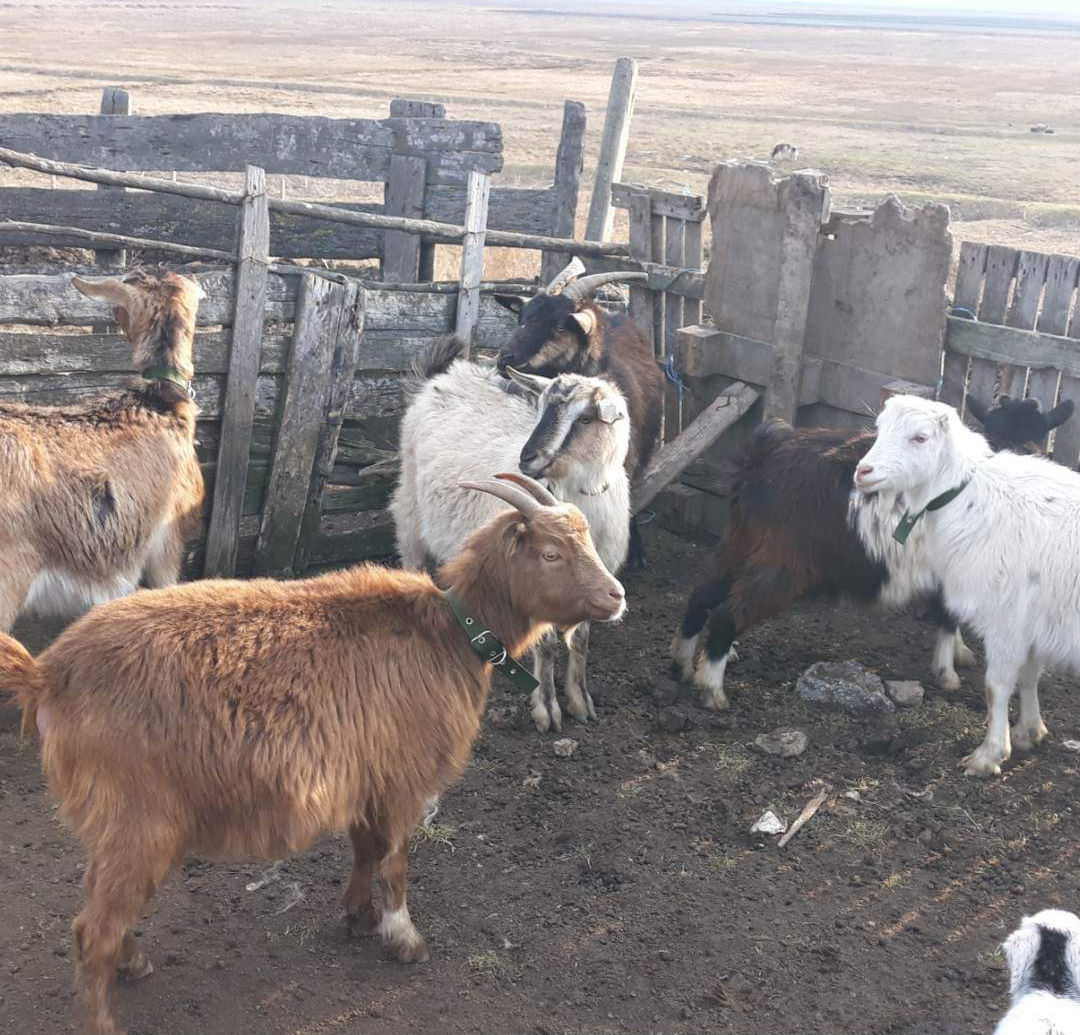 Spre vînzare 50 de capre de rasă