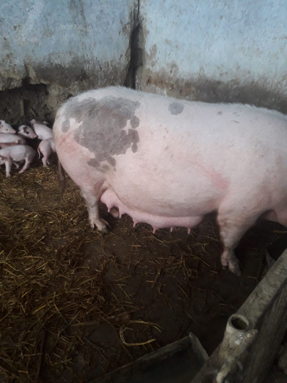 Vînd scroafă cu purcei