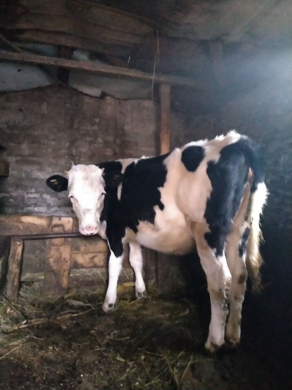 Se vind ambele viţele